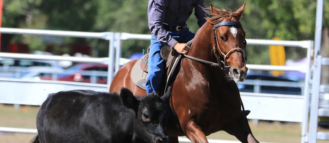 Buy and sell horses and ponies in Australia. All breeds, all ...